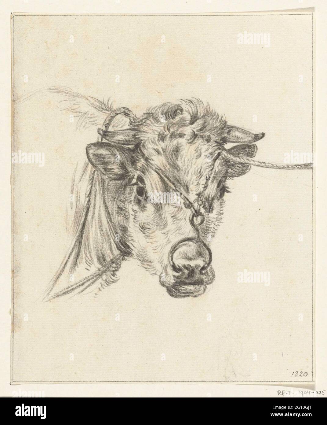 Cup of a cow, with a ring through the nose Stock Photo - Alamy