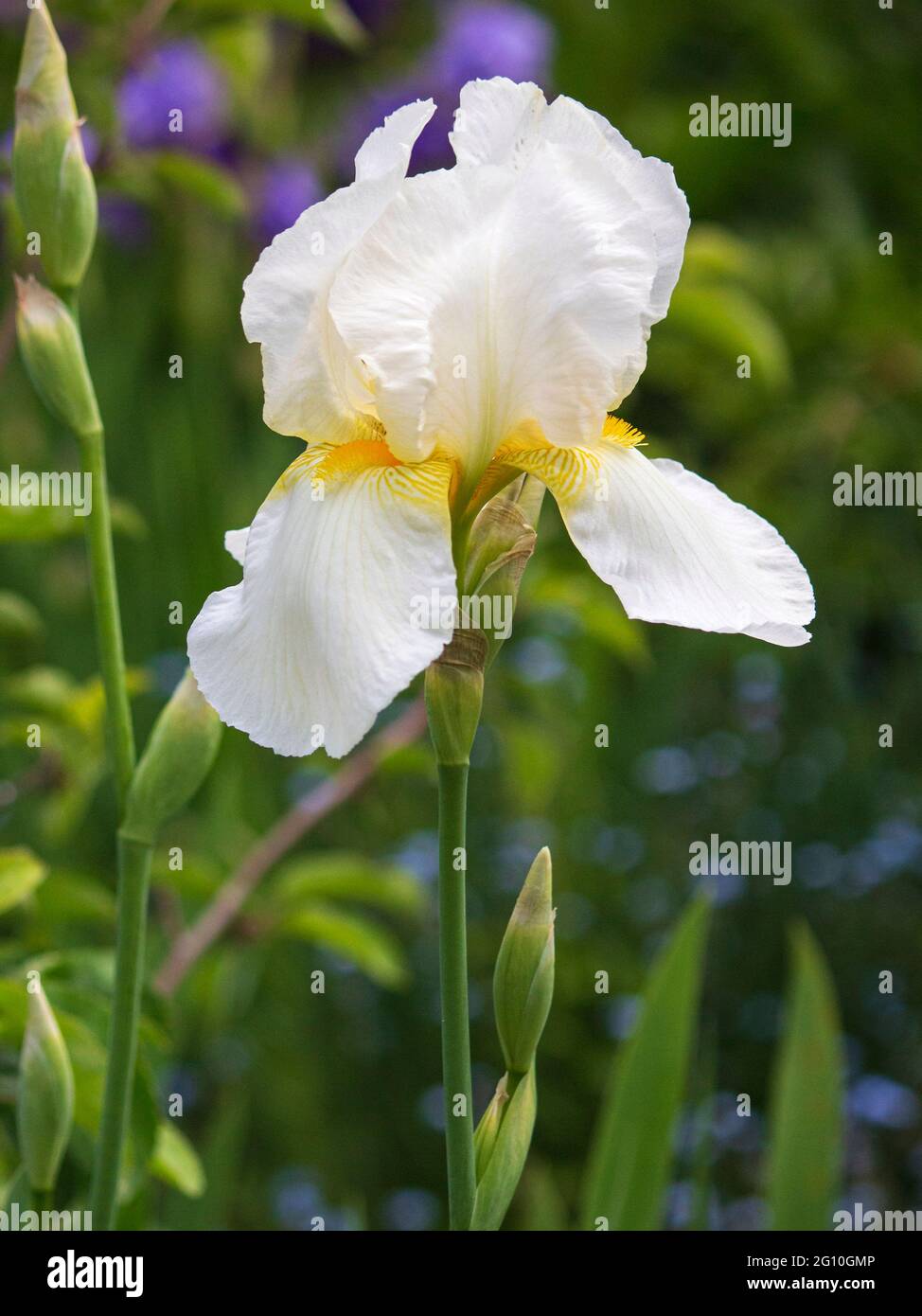 Beautiful blooming iris on hi-res stock photography and images - Alamy