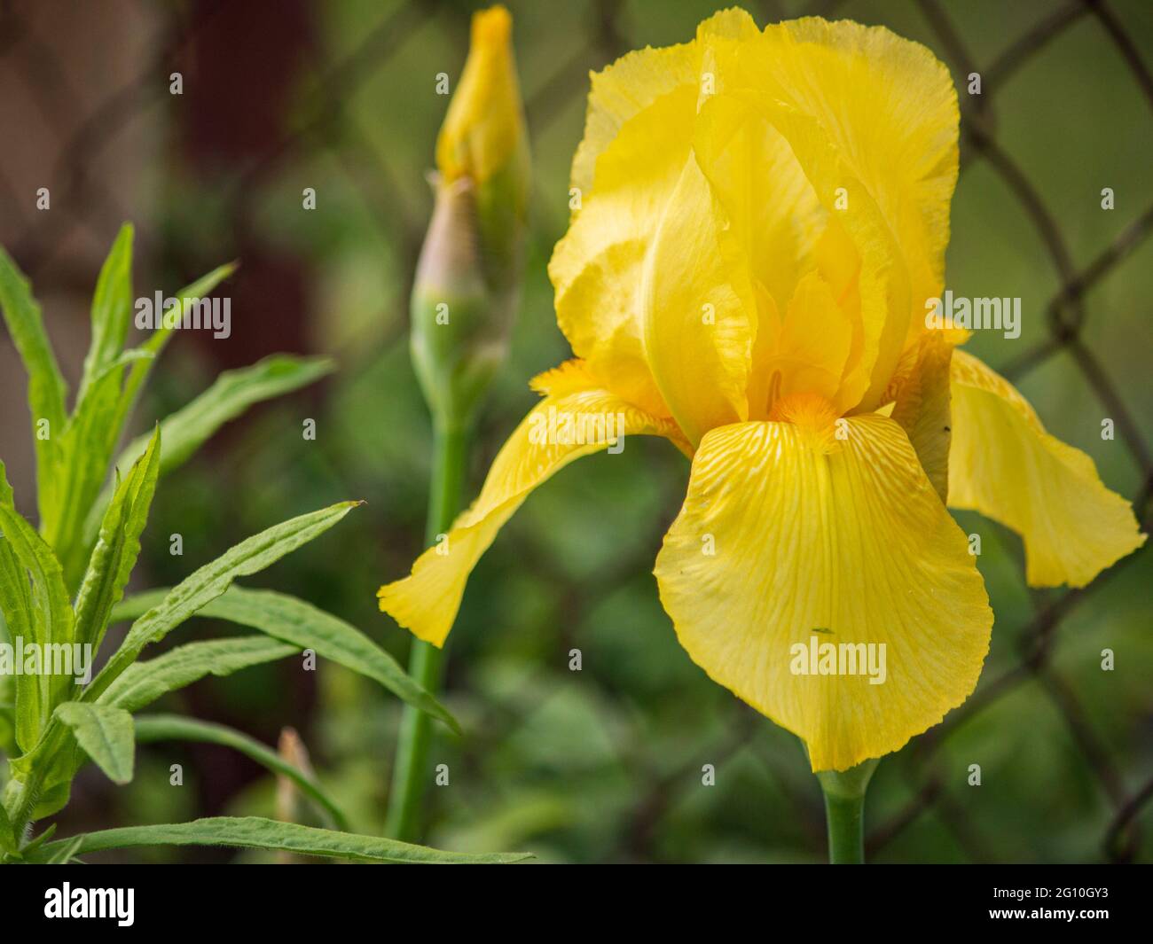 Blooming iris on a flower bed in the garden Stock Photo - Alamy