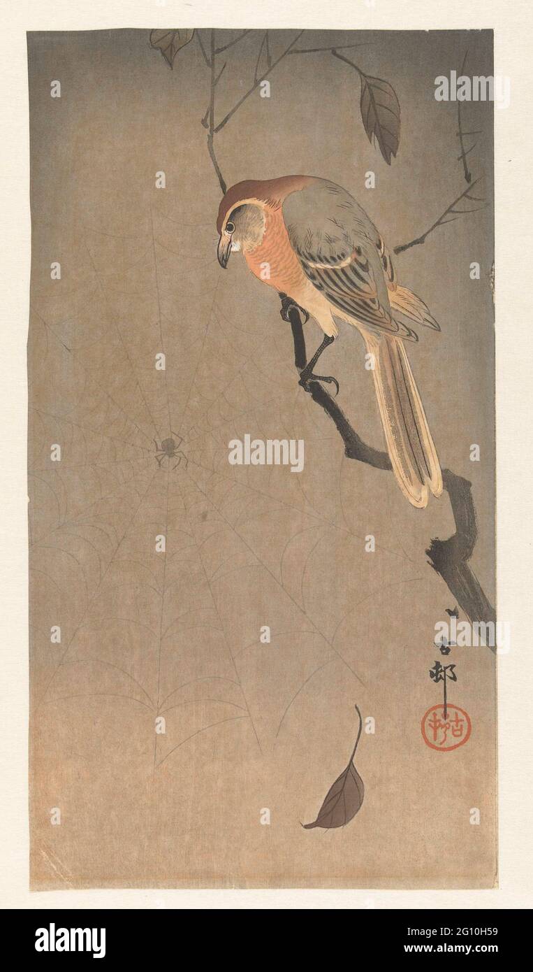 Buffalo header and spider. Buffalo clapper on tree branch, left ...