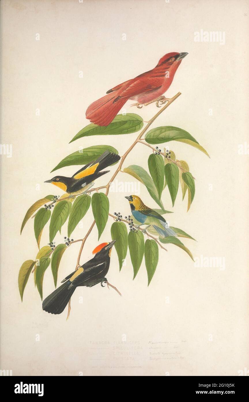 Thomas Reeves High Resolution Stock Photography and Images - Alamy