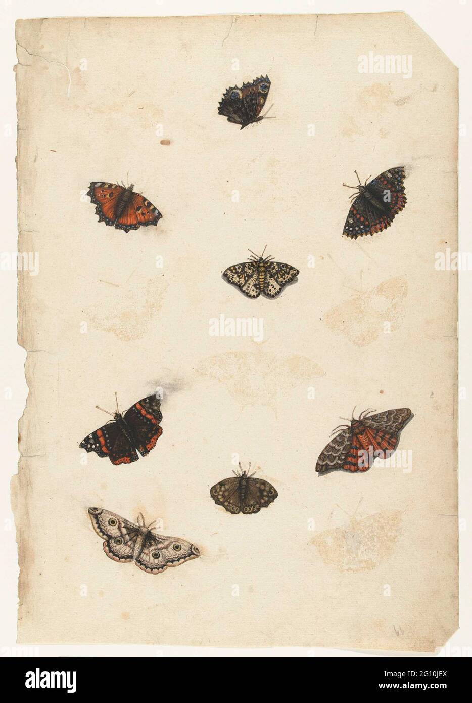Eight butterflies; Lombard album. Butterflies (Vanessa urticae Stock ...