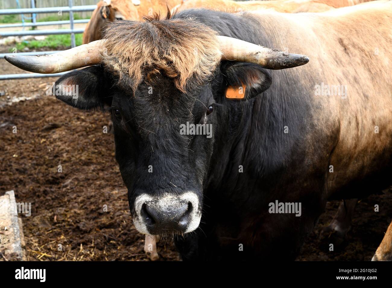 Massive black bull in a ffrench farm Stock Photo - Alamy