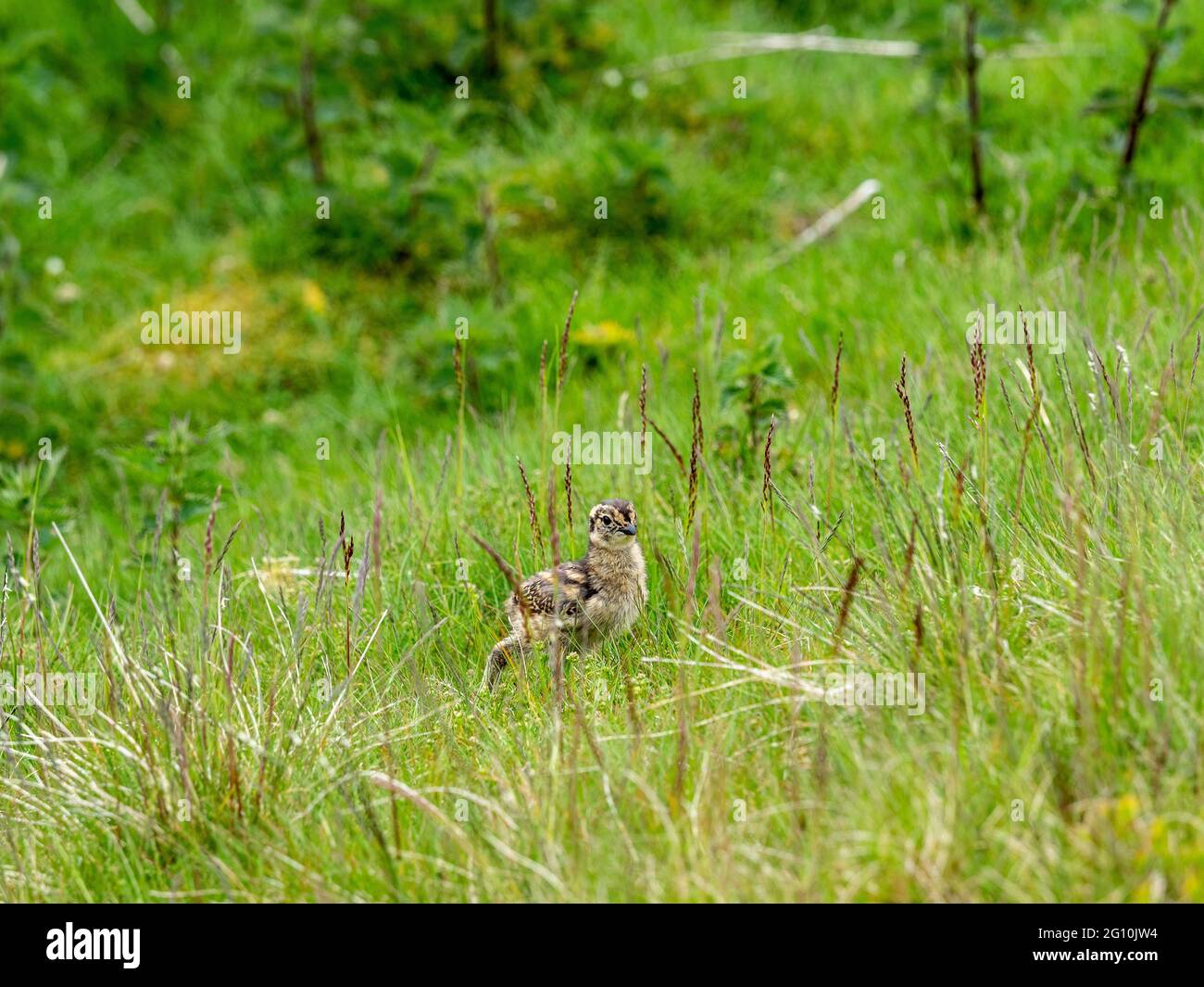Country estate grouse moors hi-res stock photography and images - Alamy