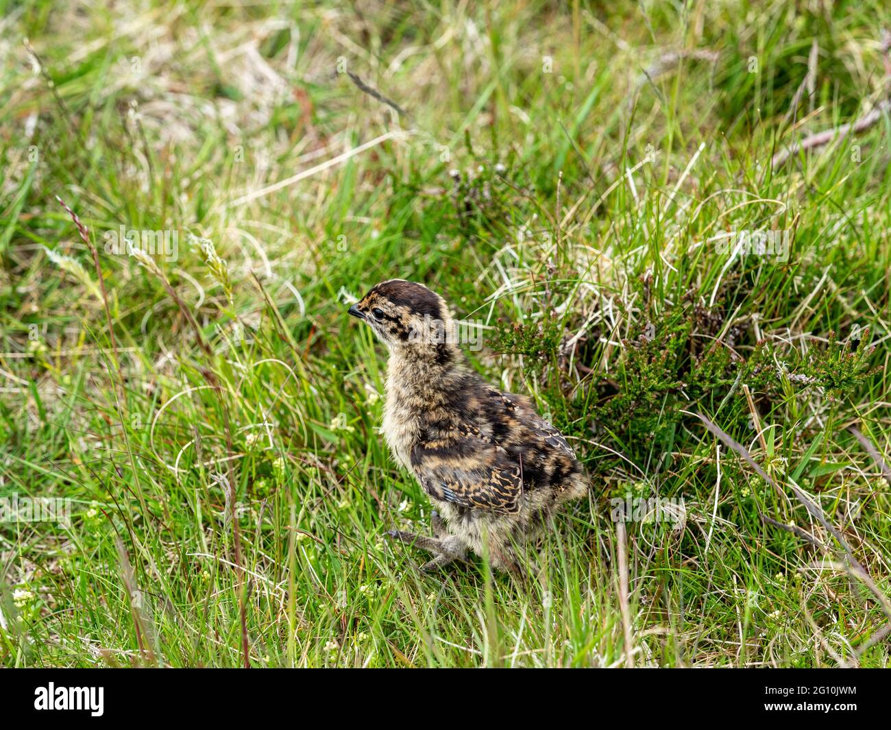 Country estate grouse moors hi-res stock photography and images - Alamy