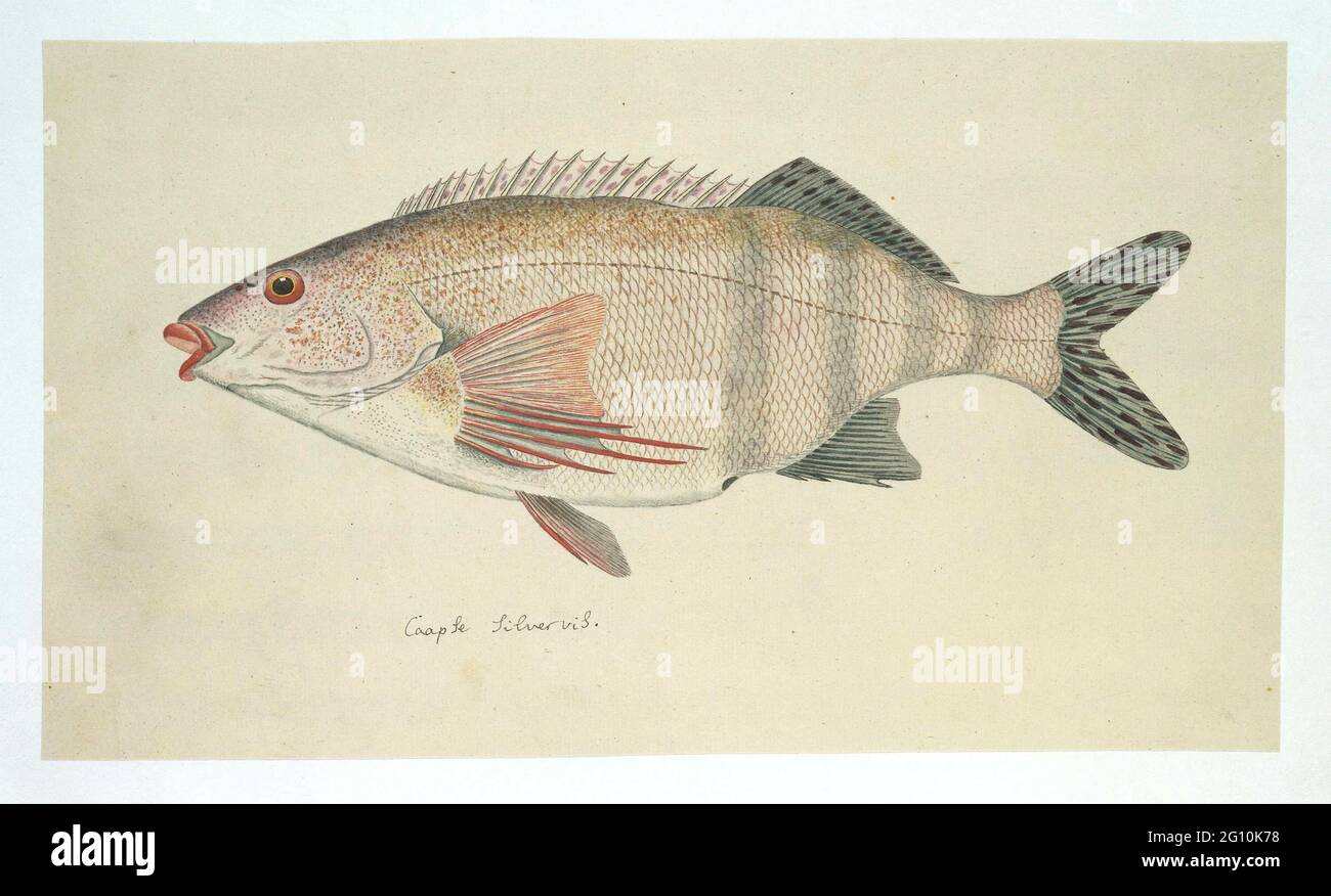 Cheilodactylus hi-res stock photography and images - Alamy