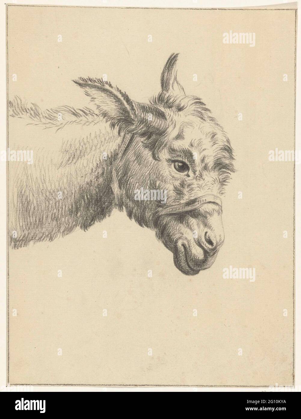 Cup of a donkey, right Stock Photo - Alamy
