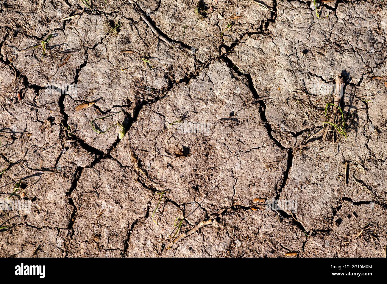 dry clay soil with cracks and blades of grass Stock Photo - Alamy