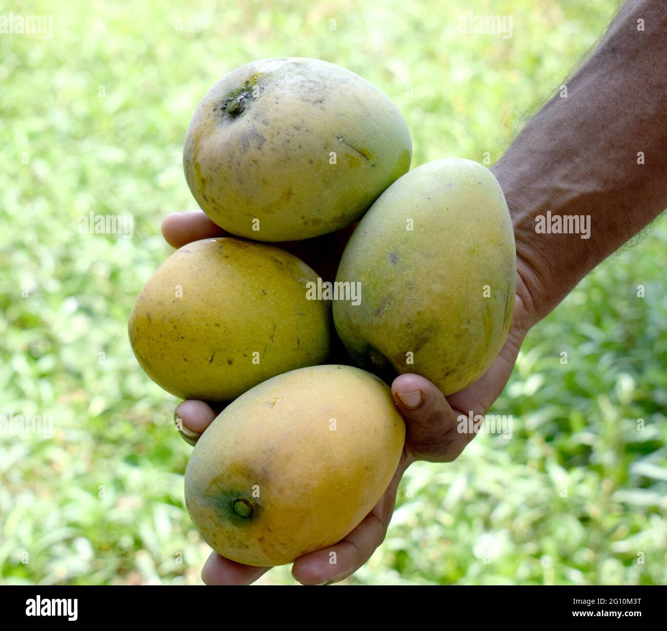Delicious organic fresh mango Display on Hand Stock Photo - Alamy