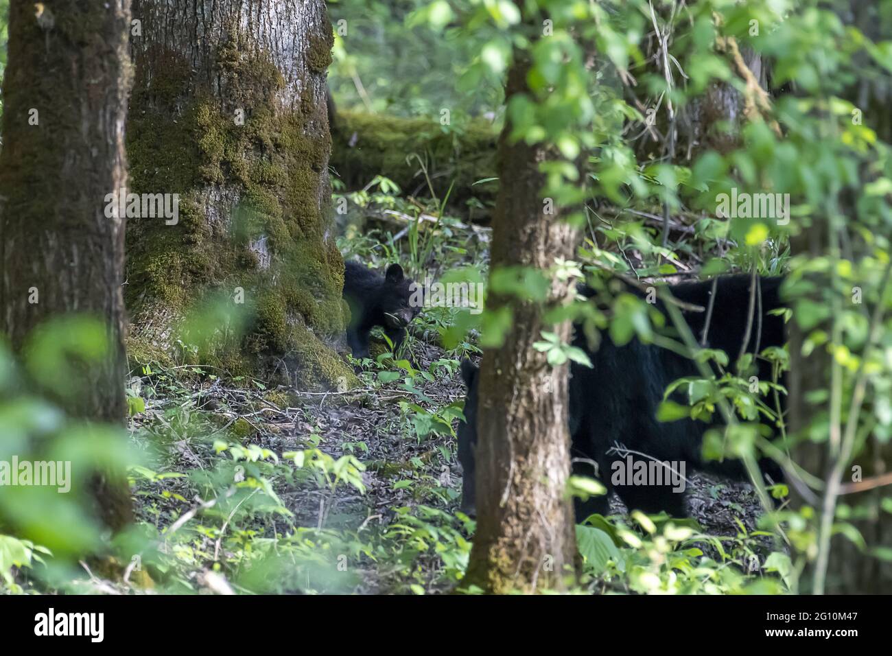 Black bear cub on a tree trunk in the woods Stock Photo - Alamy