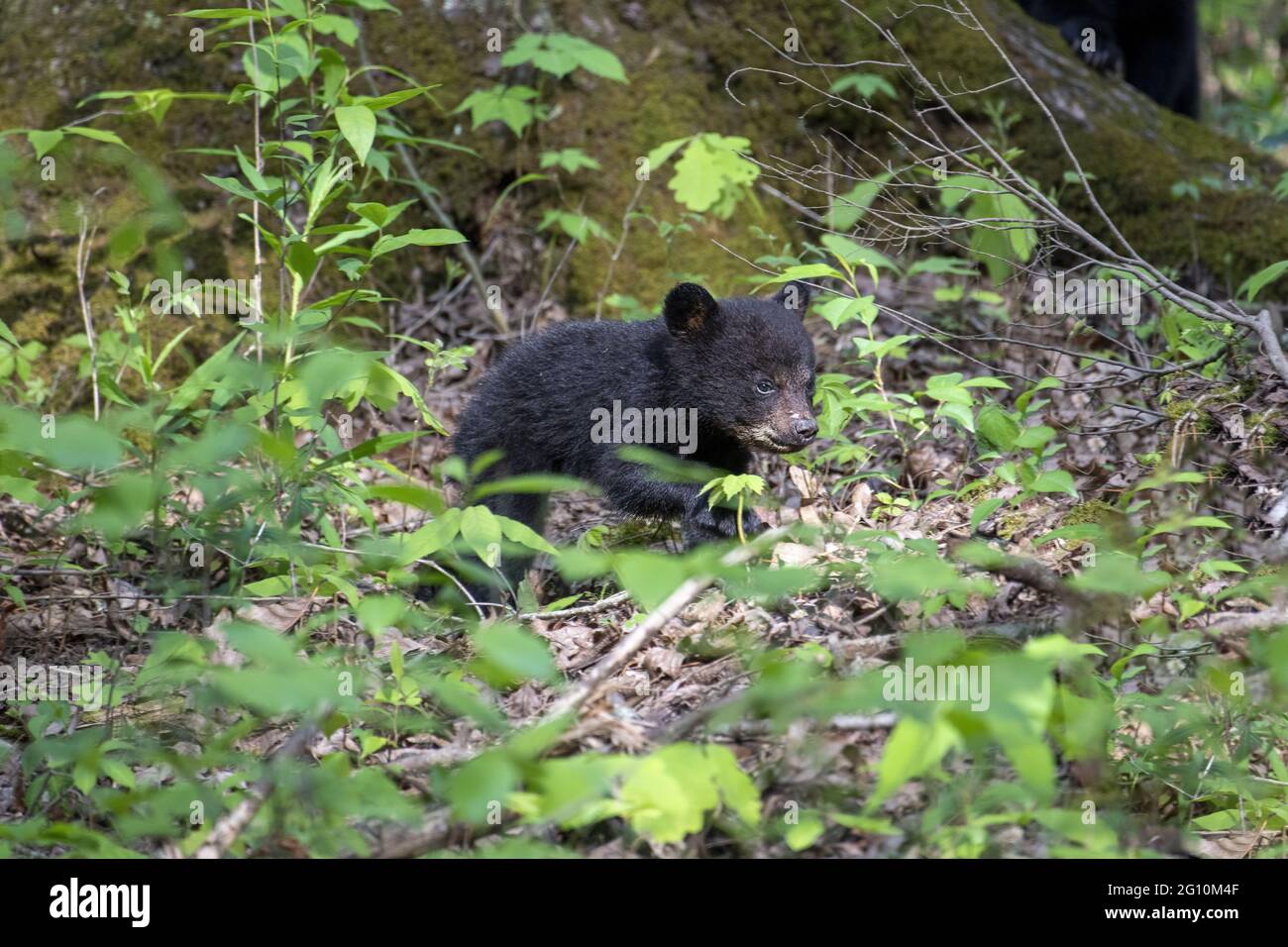 Black bear cub on a tree trunk in the woods Stock Photo - Alamy