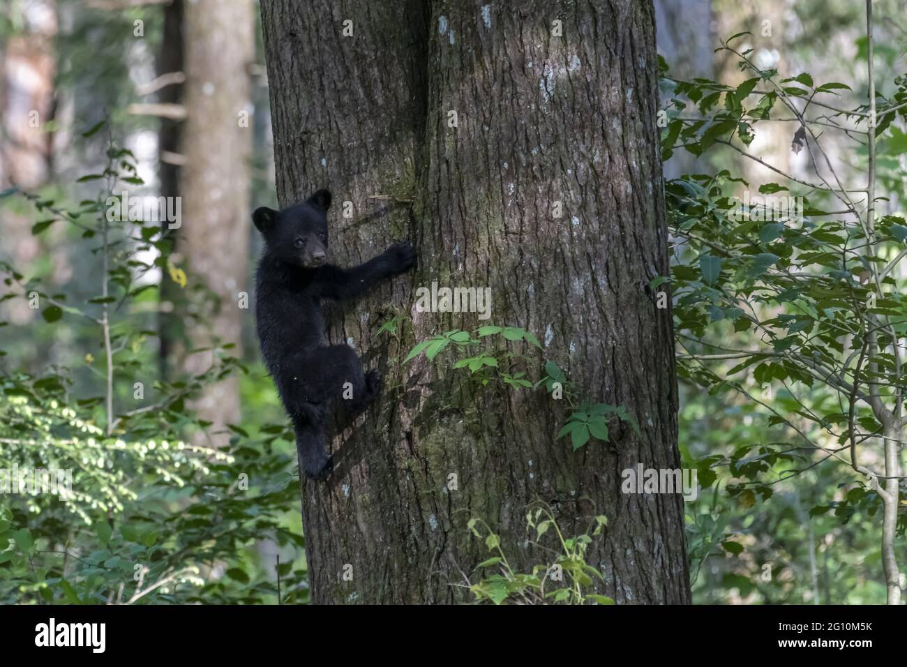 Black bear cub on a tree trunk in the woods Stock Photo - Alamy