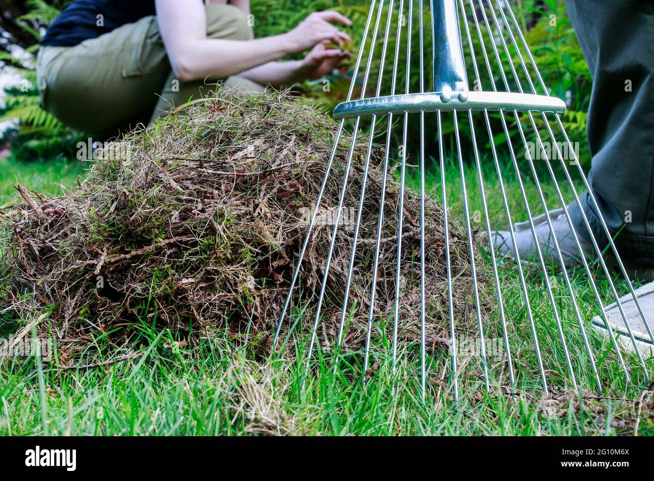 Lawn raking. Work in the garden. Summer time Stock Photo - Alamy