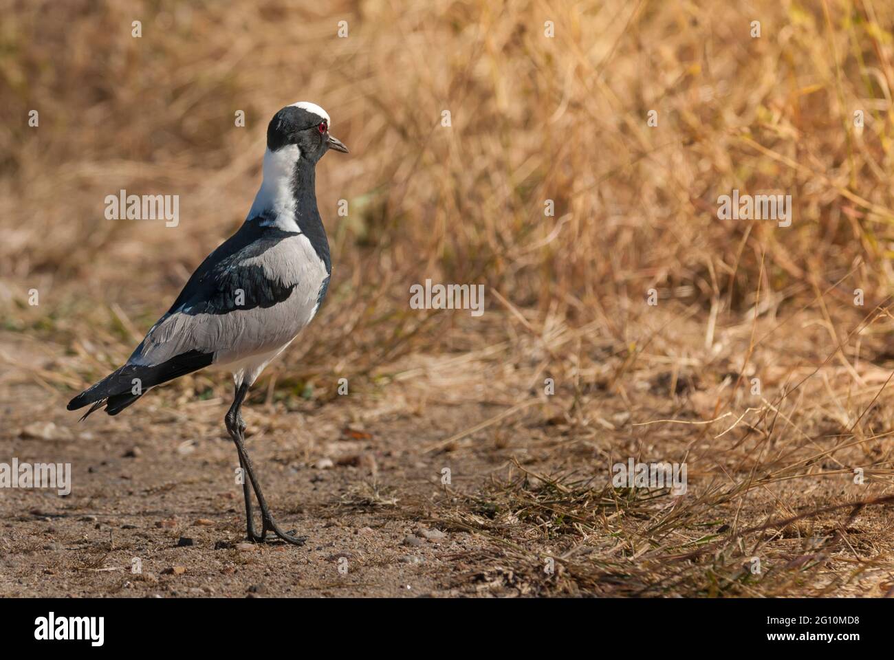 Blacksmith plover, Vanellus armatus, Kruger National Park, South Africa ...