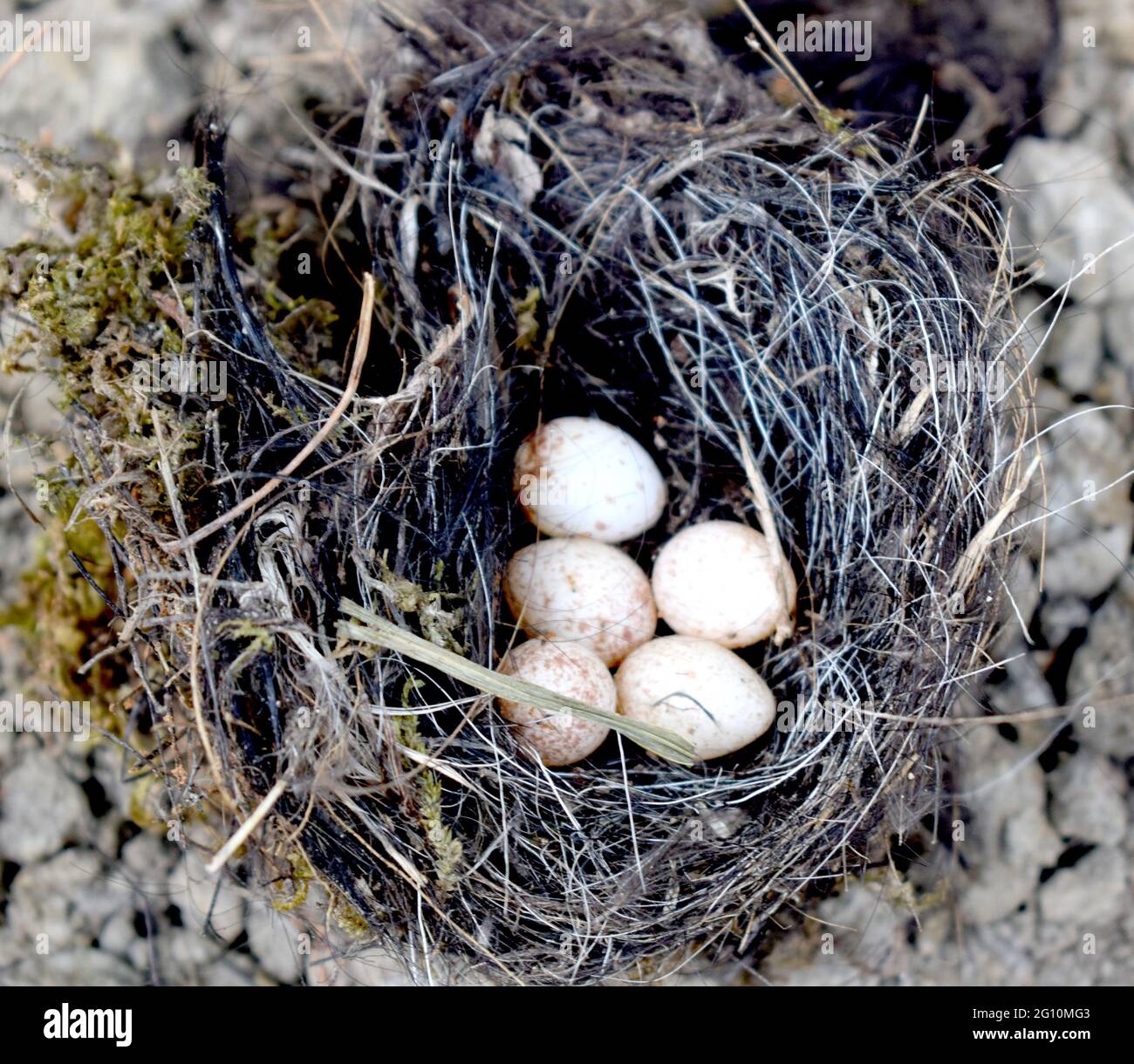 Beautiful Bird's Nest With Egg Stock Photo - Alamy