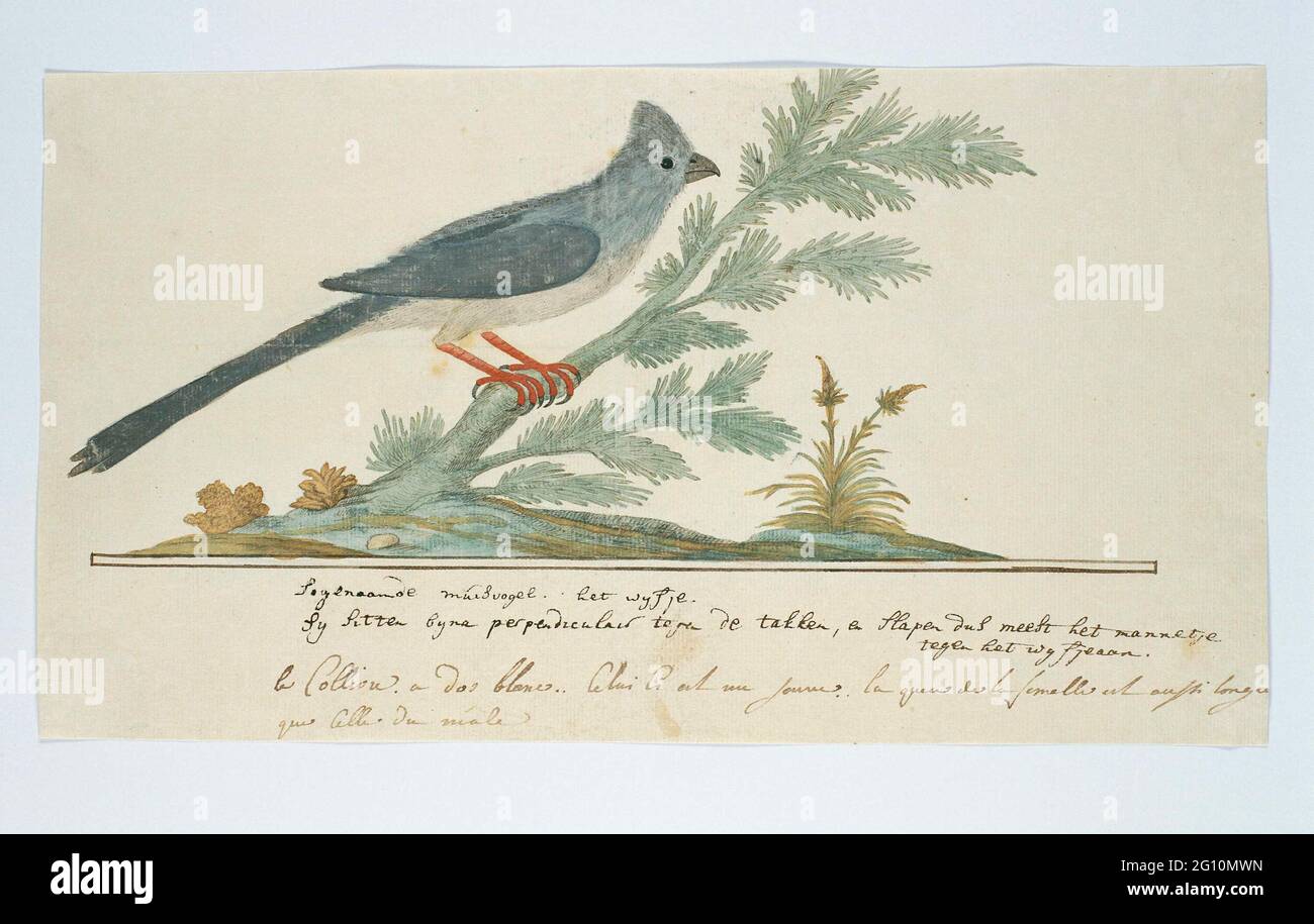 Colius Striatus? (Speckled MouseBird). Bird study: Spotted mouse bird ...