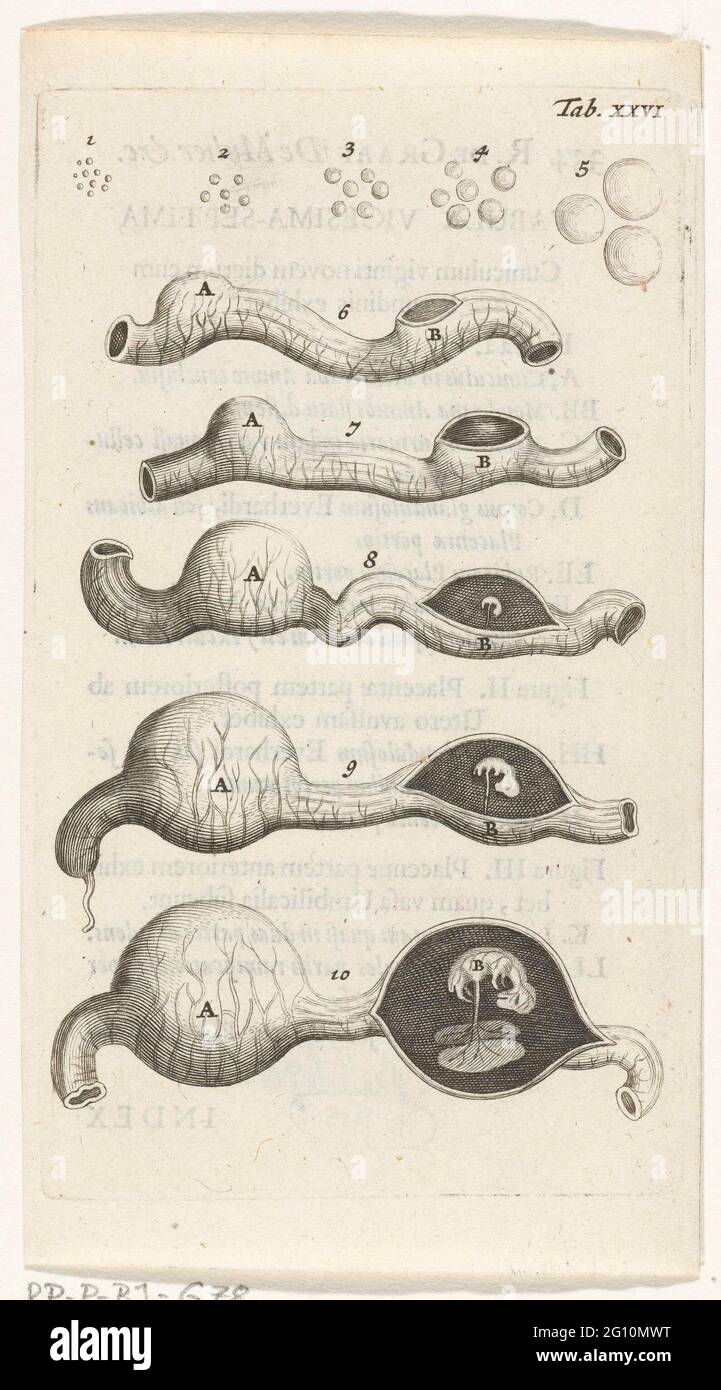 Anatomical image of growth radias of the embryo in the uterus; Book ...