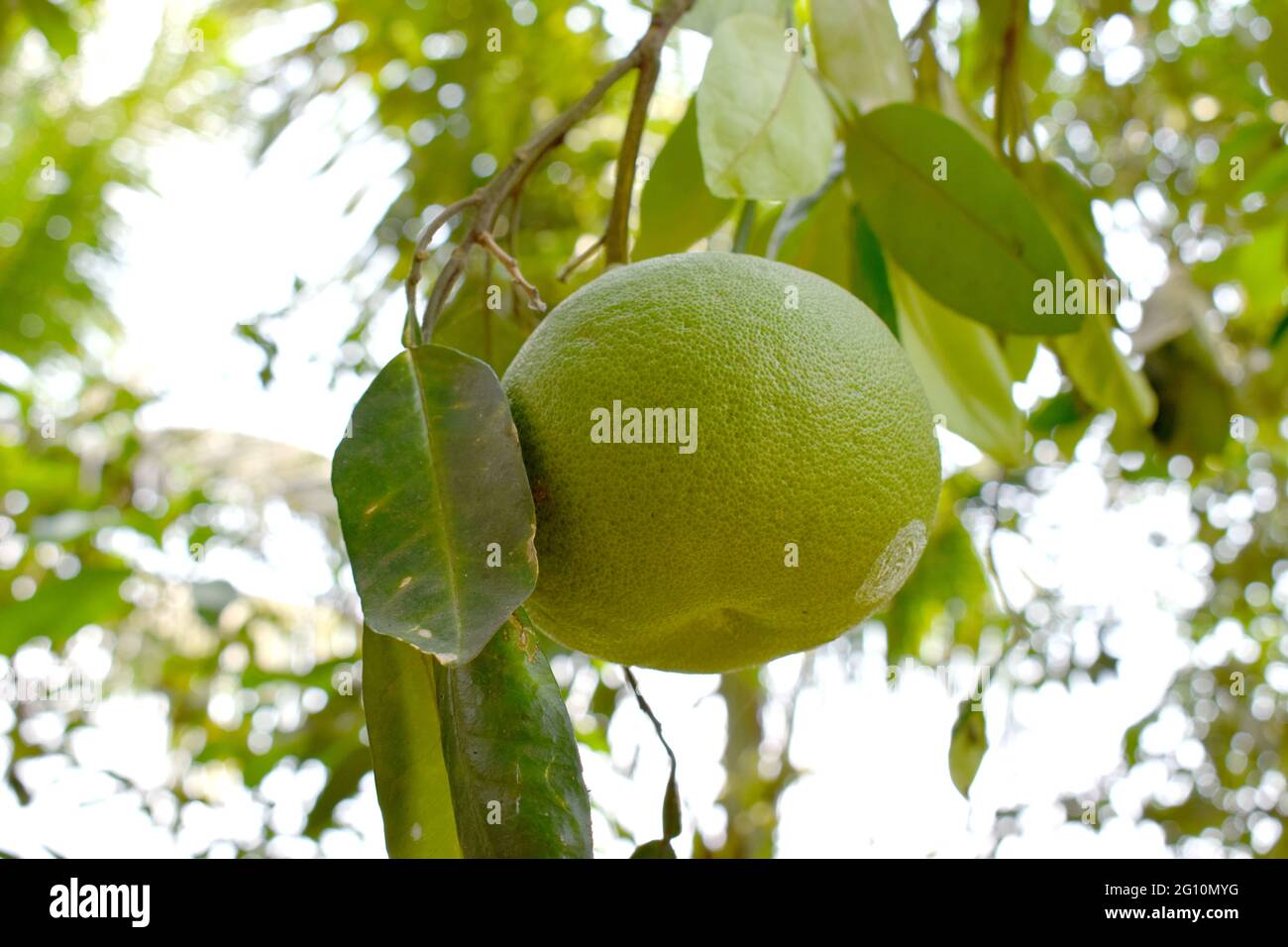 Pomelo tree hi-res stock photography and images - Alamy