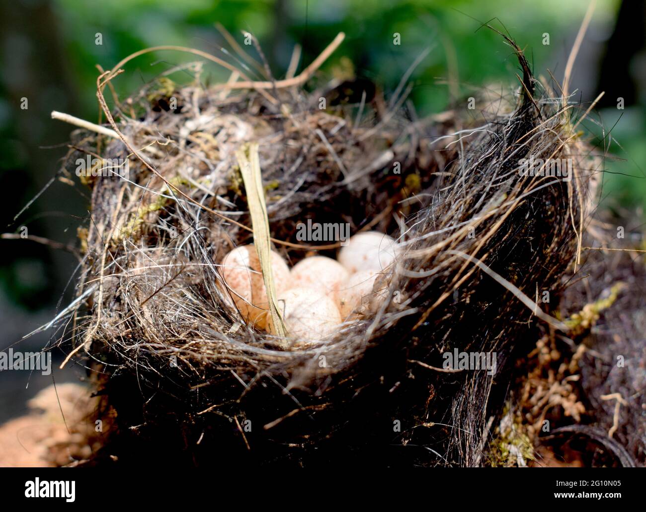 Beautiful Bird's Nest With Egg Stock Photo - Alamy