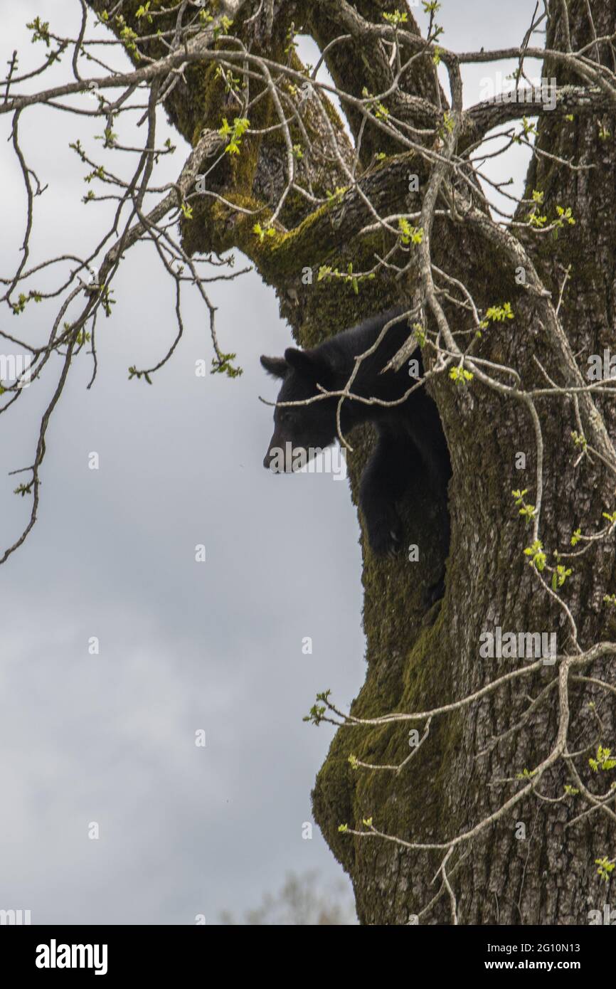 Black bear on a tree trunk in the woods Stock Photo - Alamy