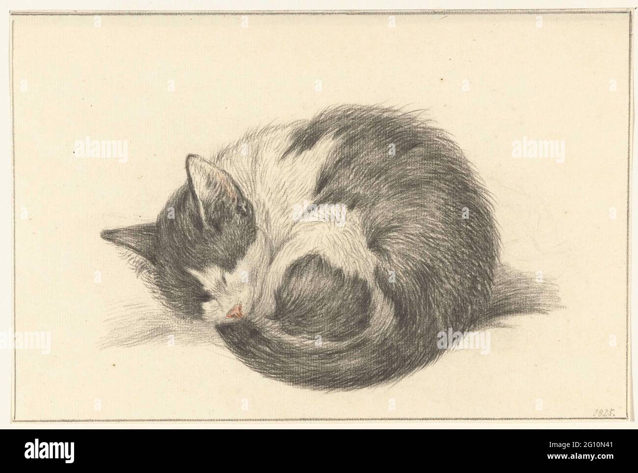 Rolled up sleeping cat hi-res stock photography and images - Alamy