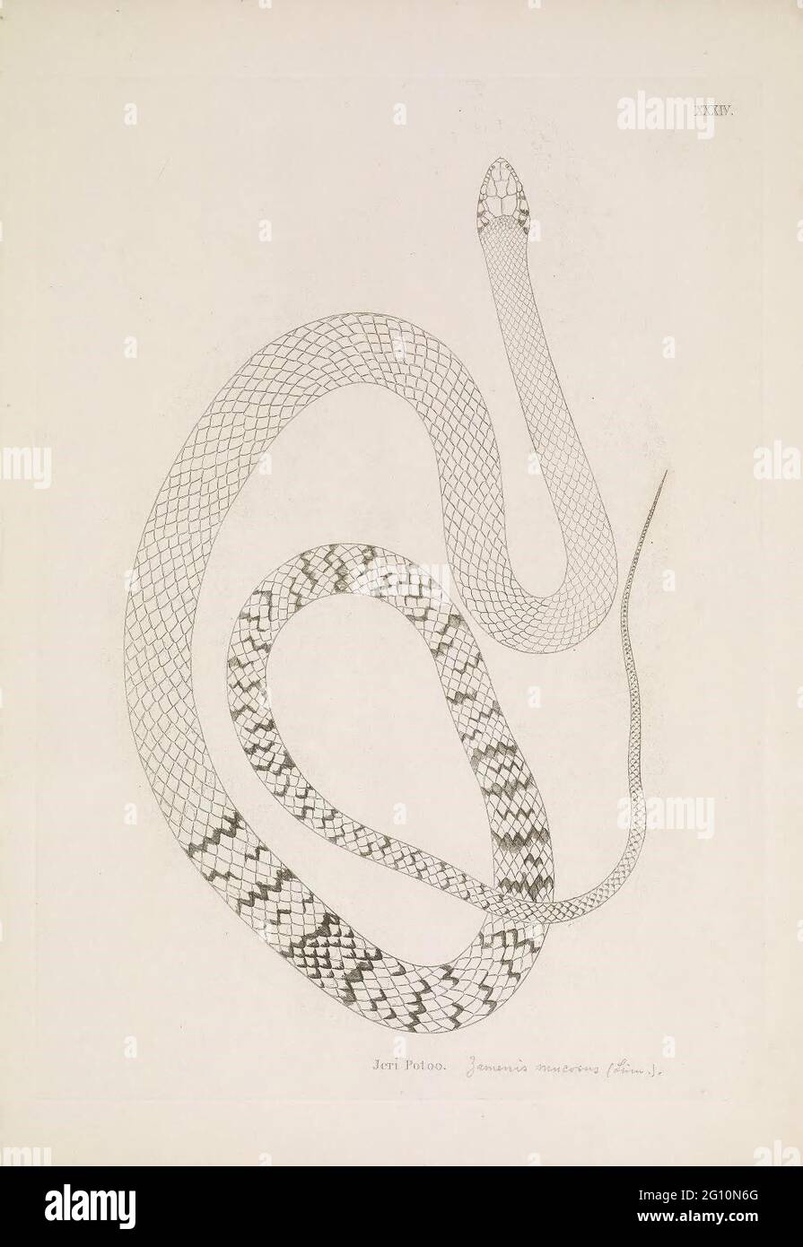 Indian python skin hi-res stock photography and images - Alamy