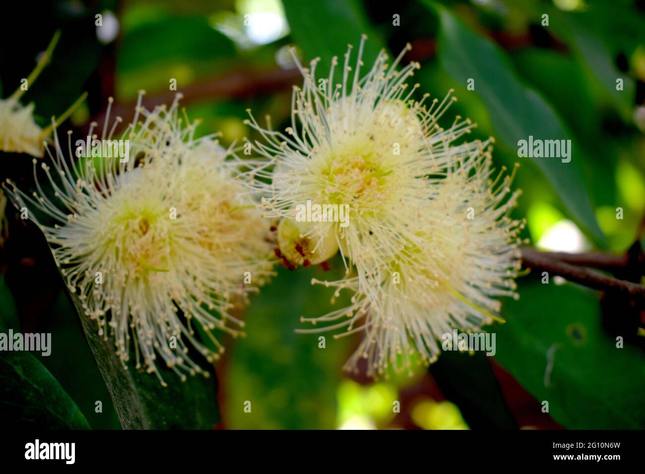 Photos of fruit flower Stock Photo - Alamy