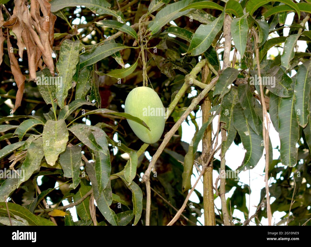 Delicious organic fresh mango Stock Photo - Alamy
