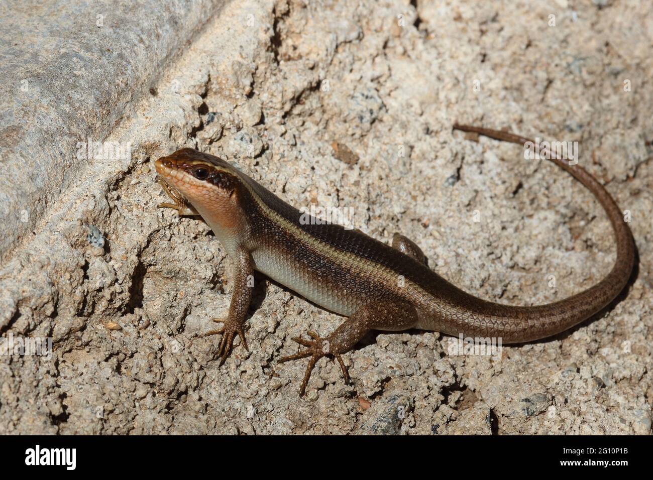 African striped skinks hi-res stock photography and images - Alamy