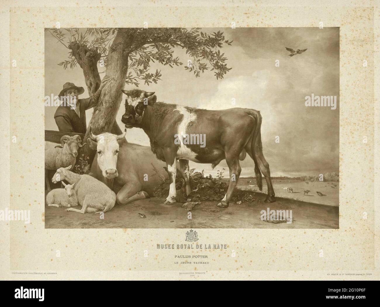 Paulus potter the bull hi-res stock photography and images - Alamy