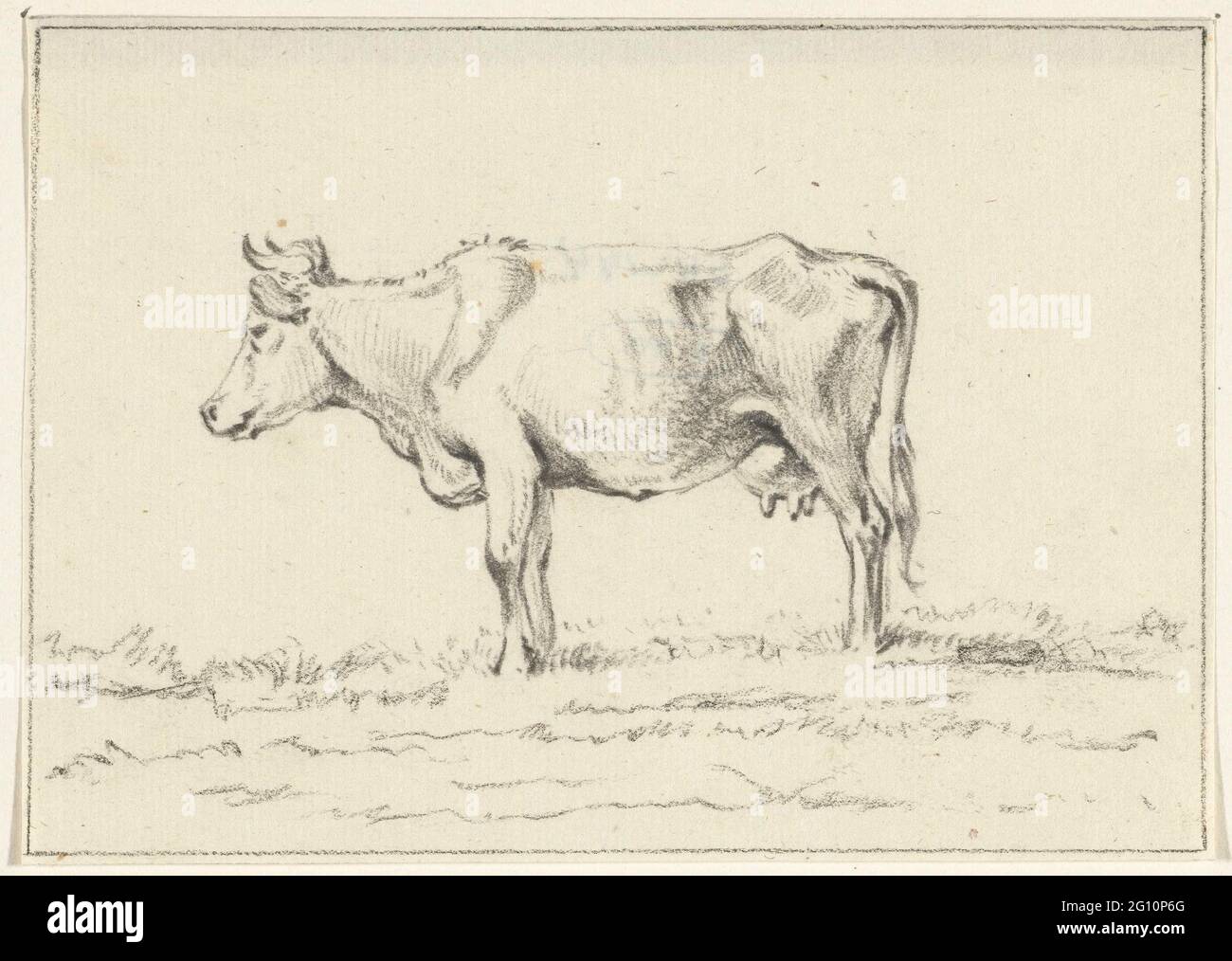 Standing cow, to the left Stock Photo - Alamy