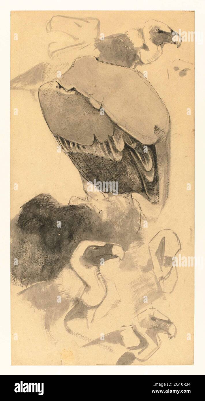 Study of vultures. Sketch sheet with (detail) studies of vultures Stock ...