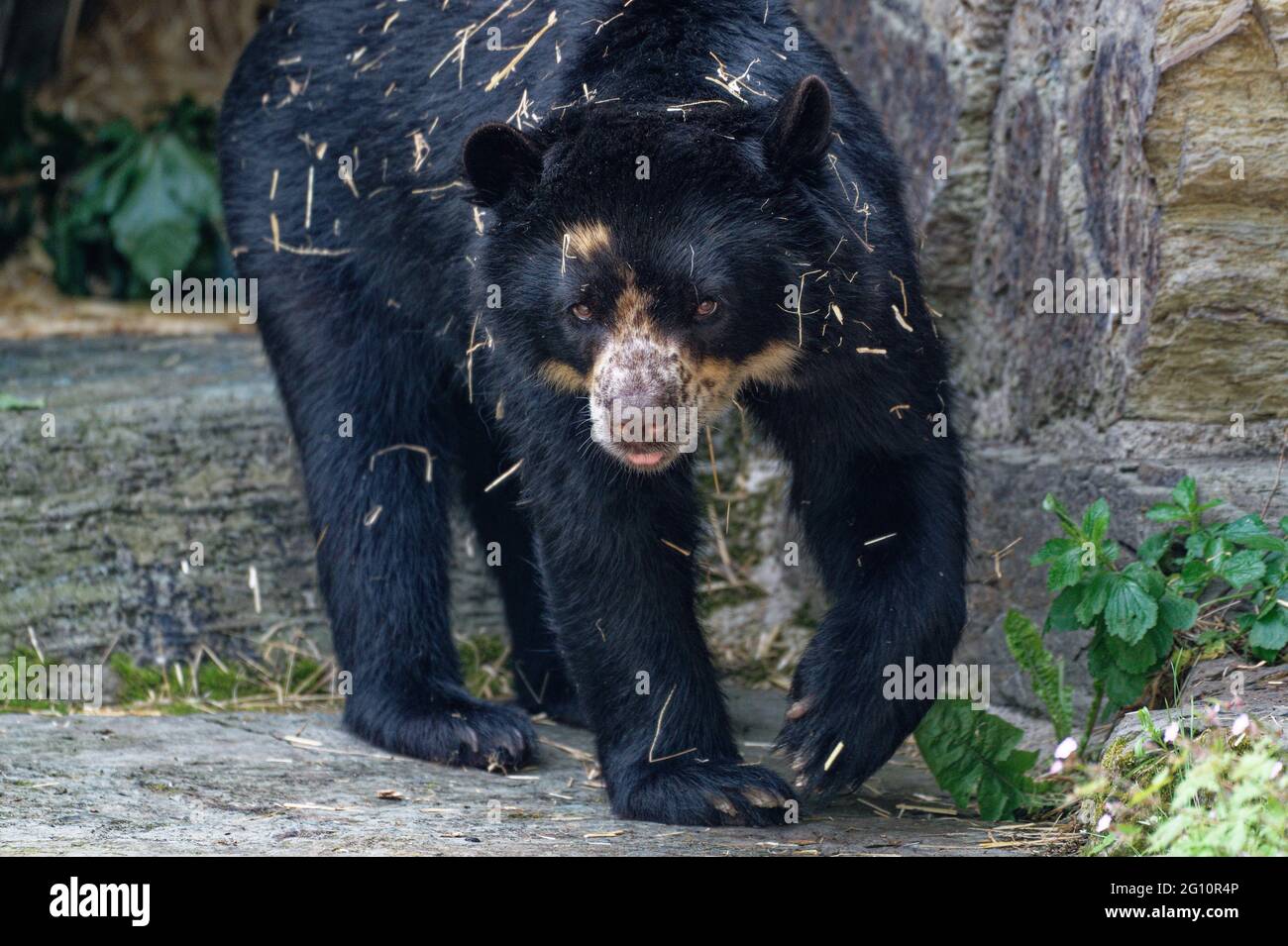 Cologne, Germany. 04th June, 2021. Spectacled bear "Lola" stands in her ...