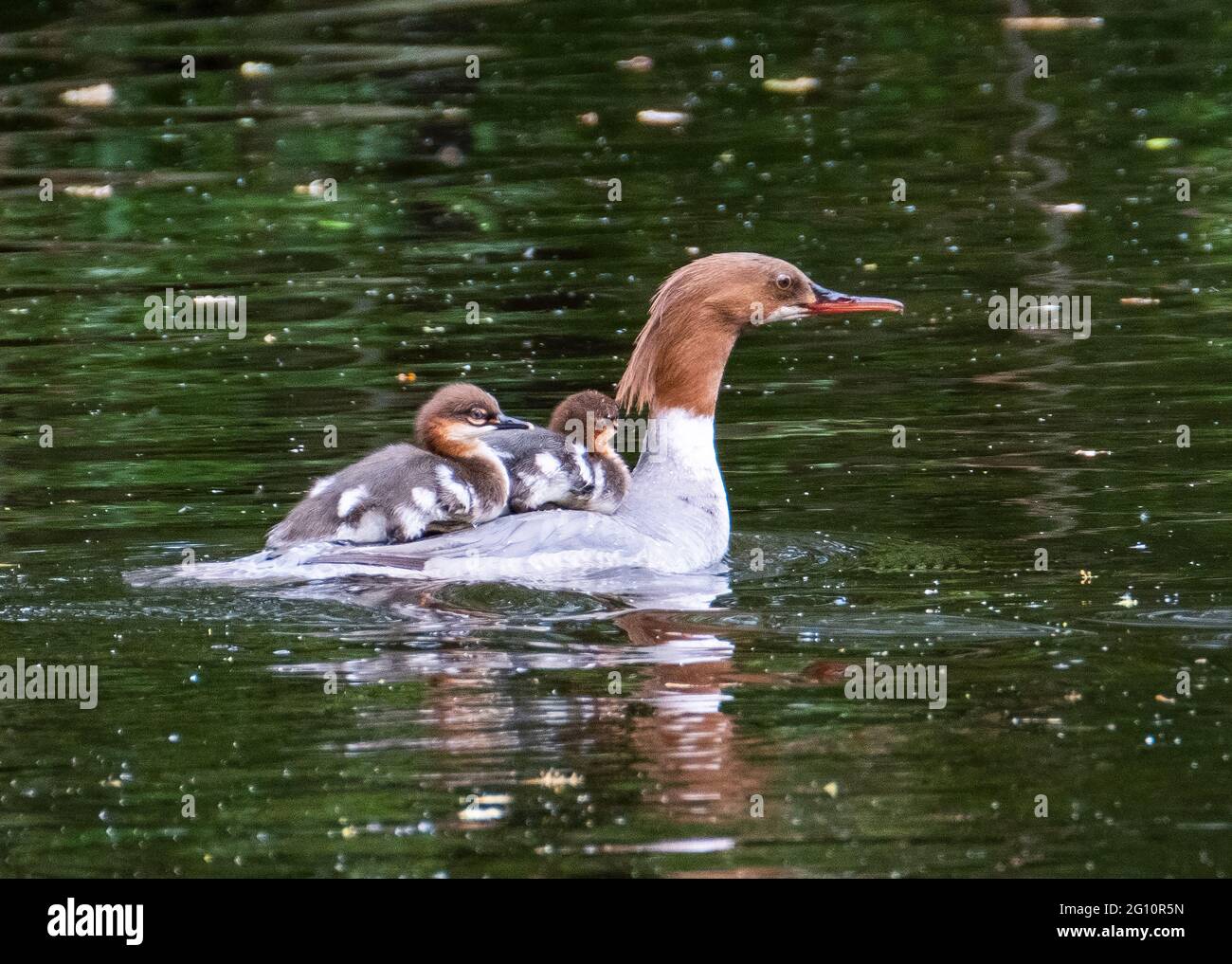 Almondell country park bird hi-res stock photography and images - Alamy
