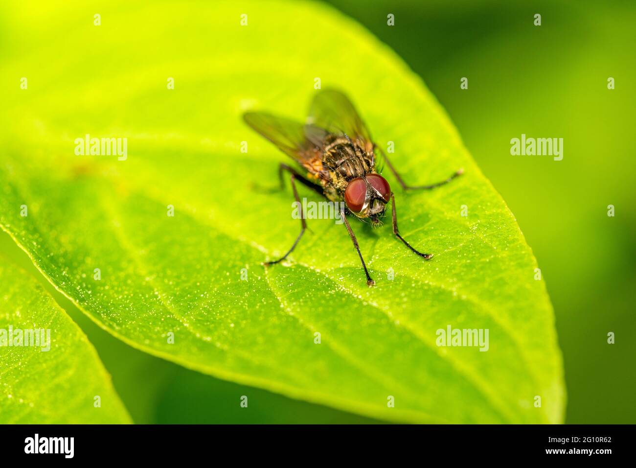 Carrion fly hi-res stock photography and images - Alamy