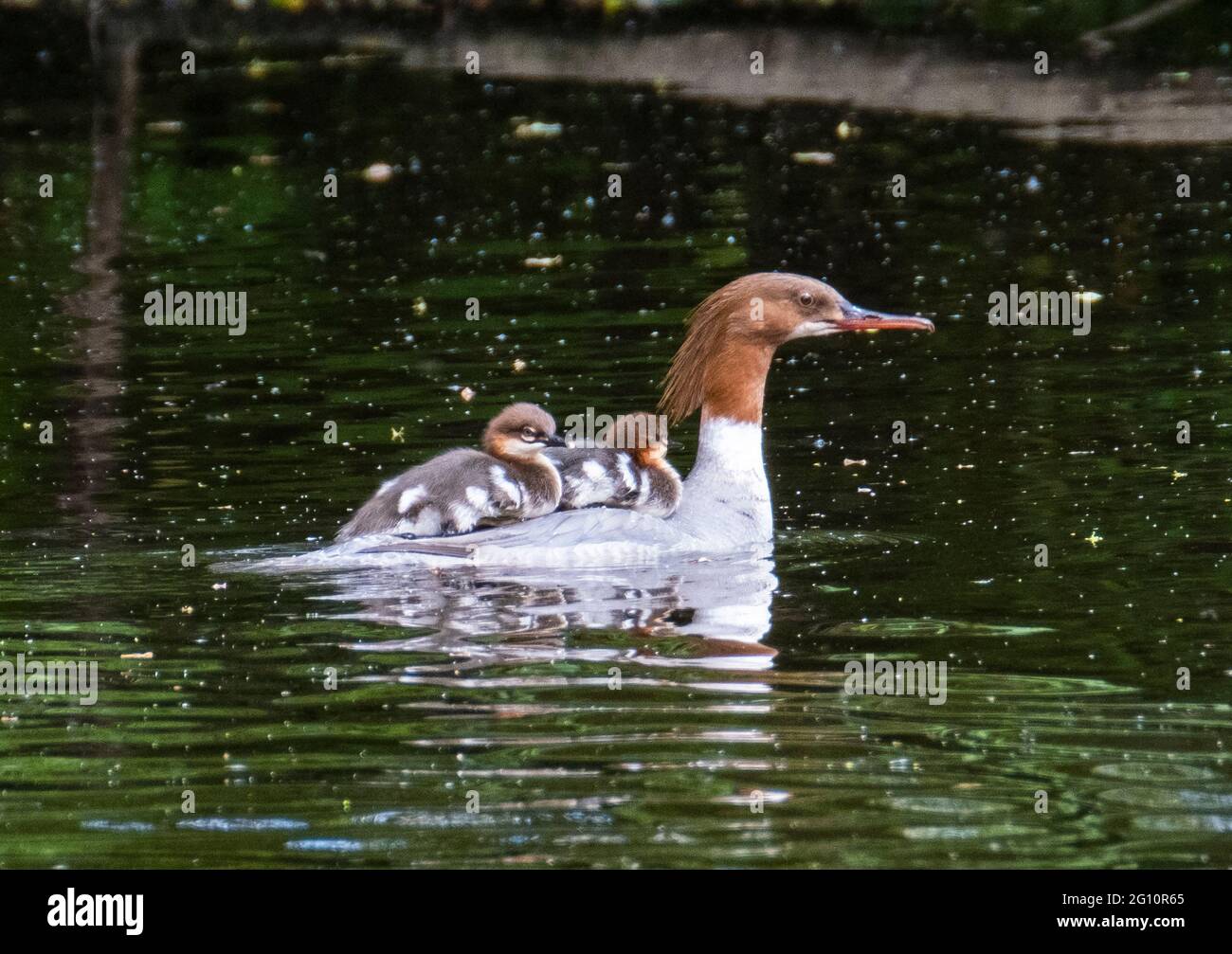 Almondell country park bird hi-res stock photography and images - Alamy