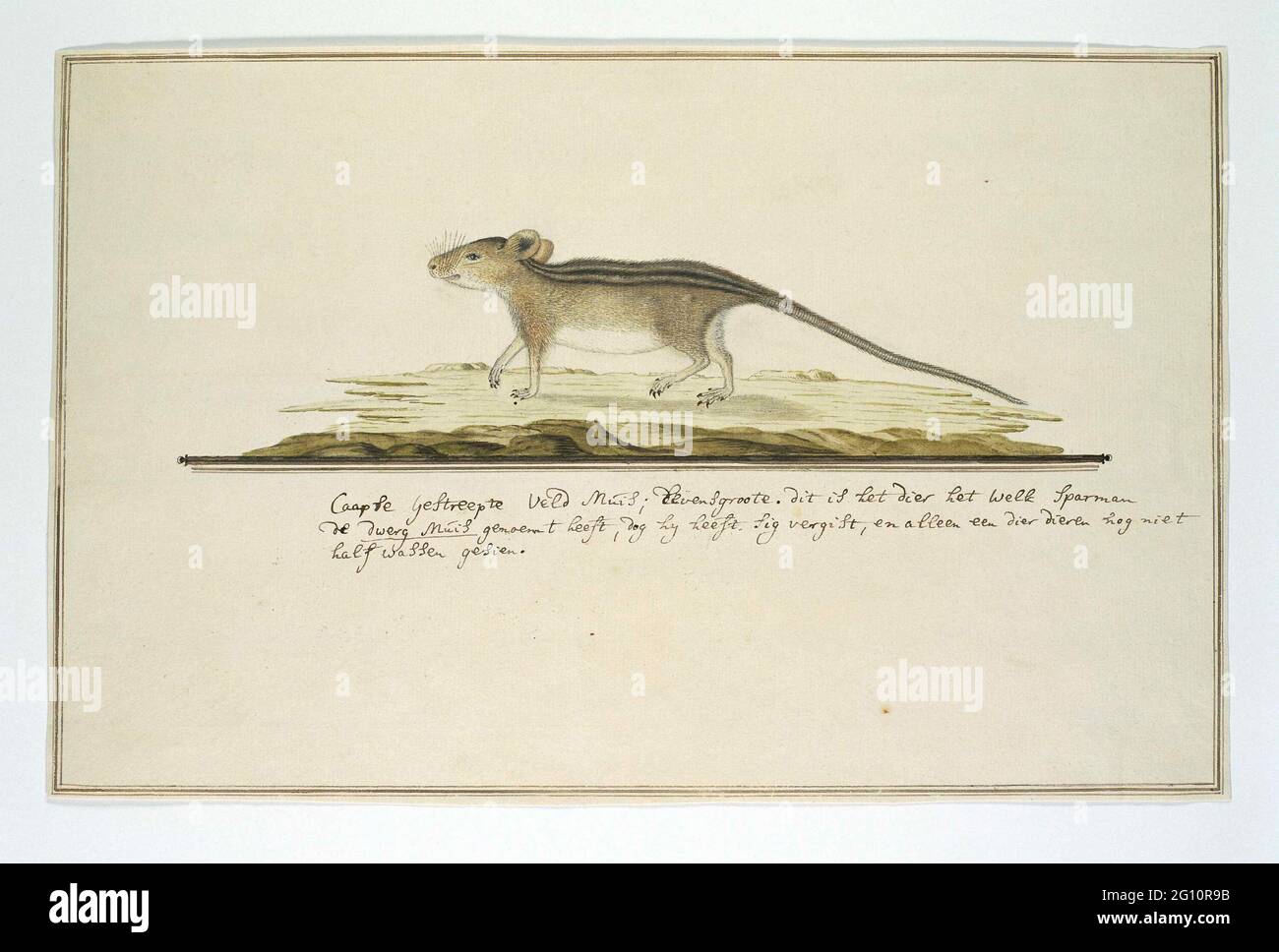 Rhabdomys Pumilio (Four-Striped Grass Mouse). Striped mouse (Rhabdomys ...