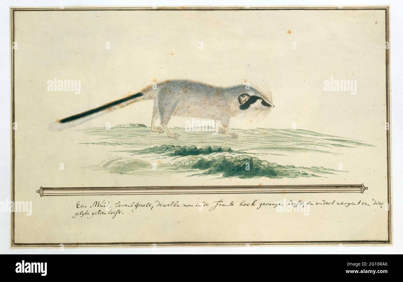 Graphiurus ocularis hi-res stock photography and images - Alamy