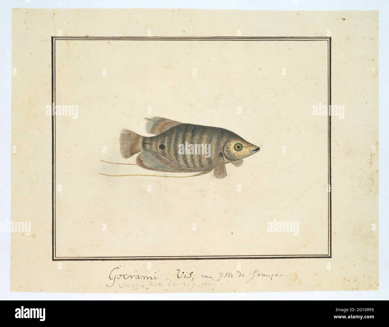 Unidentified tropical fish Stock Photo - Alamy