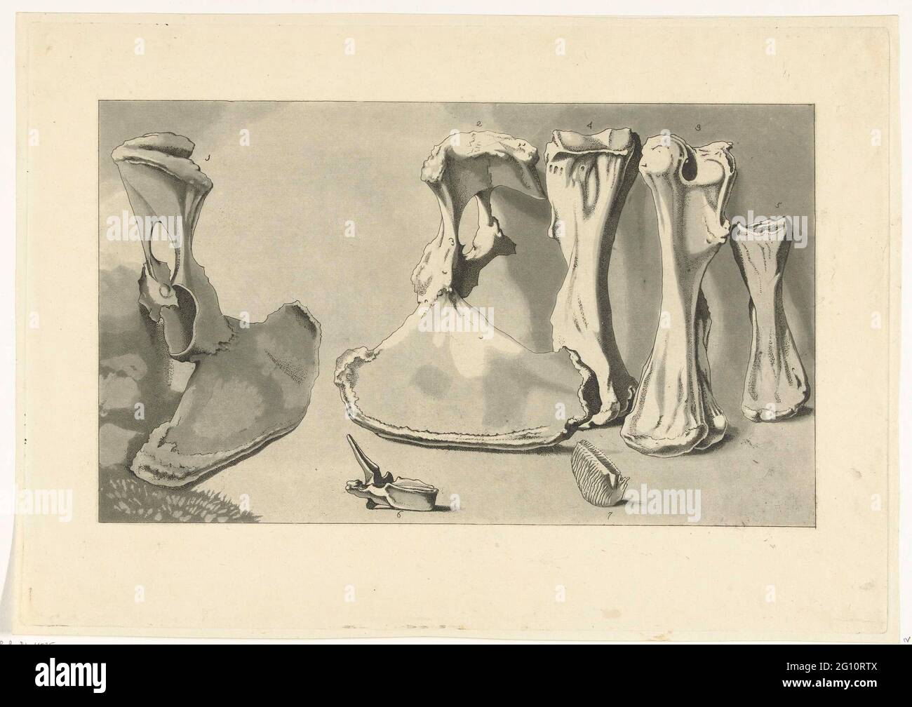 Washed up bones; A few bones by breaking the Dyk by Loenen, raised by ...