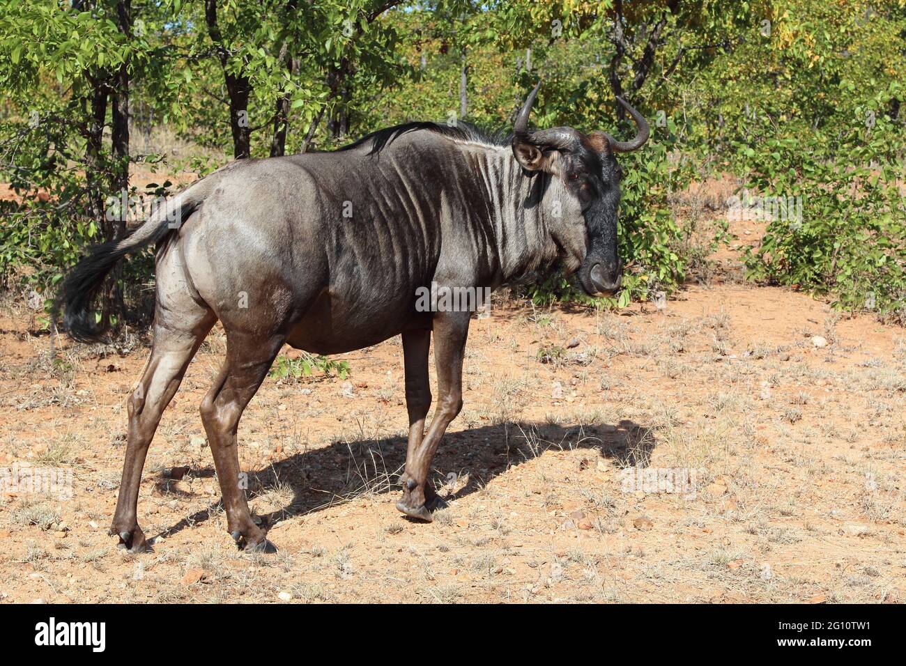 Streifengnu / Blue wildebeest / Connochaetes taurinus Stock Photo - Alamy