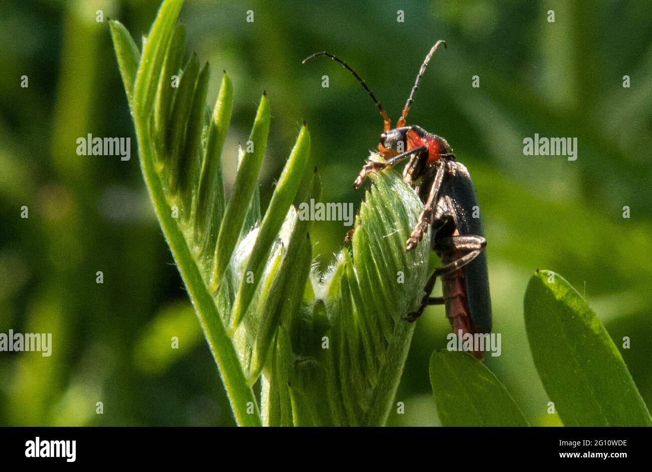 Hamburg, Germany. 04th June, 2021. A soft-bodied beetle (soldier beetle ...