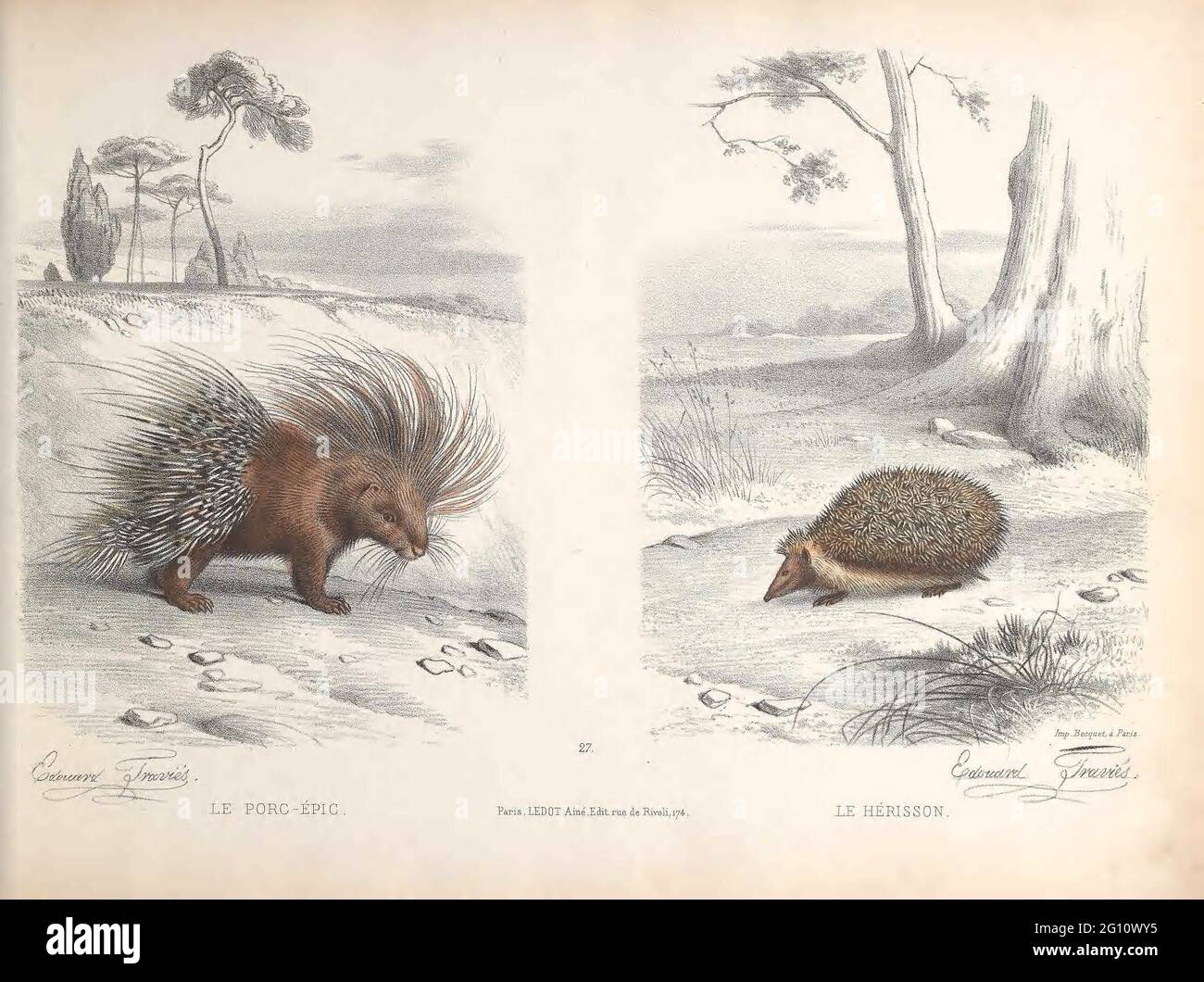 Buffon Macaw High Resolution Stock Photography and Images - Alamy