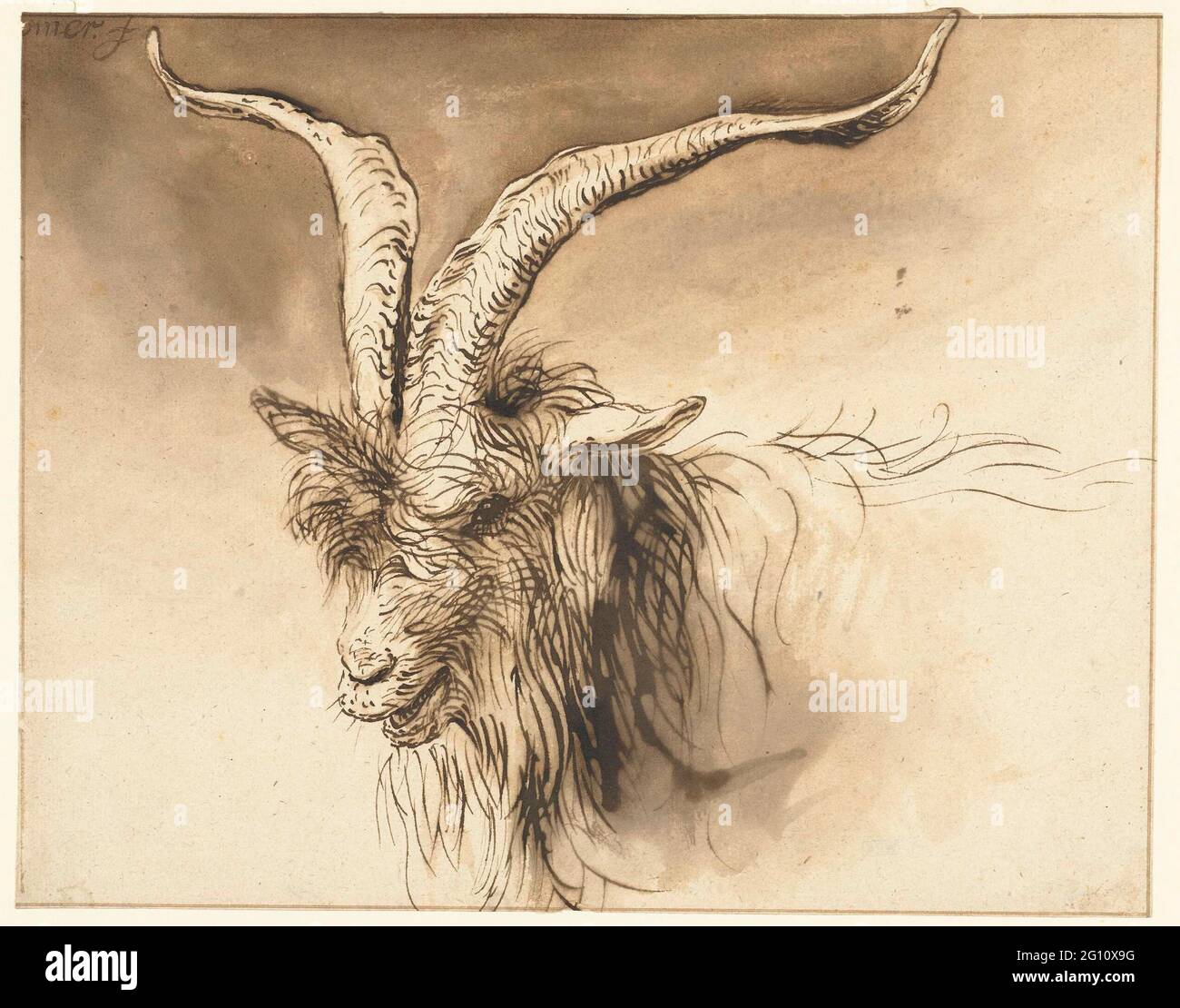 Head of a Dutch Landrace Goat. Lambert Doomer drew the head of this ...