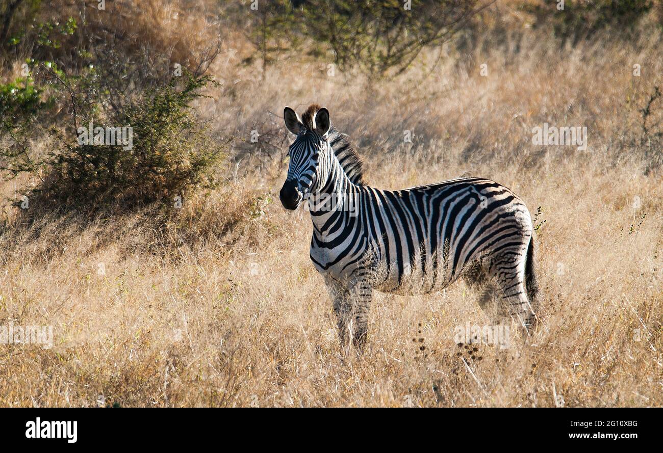 Cape Zebra in Savannah environment, Kruger National Park, South Africa ...