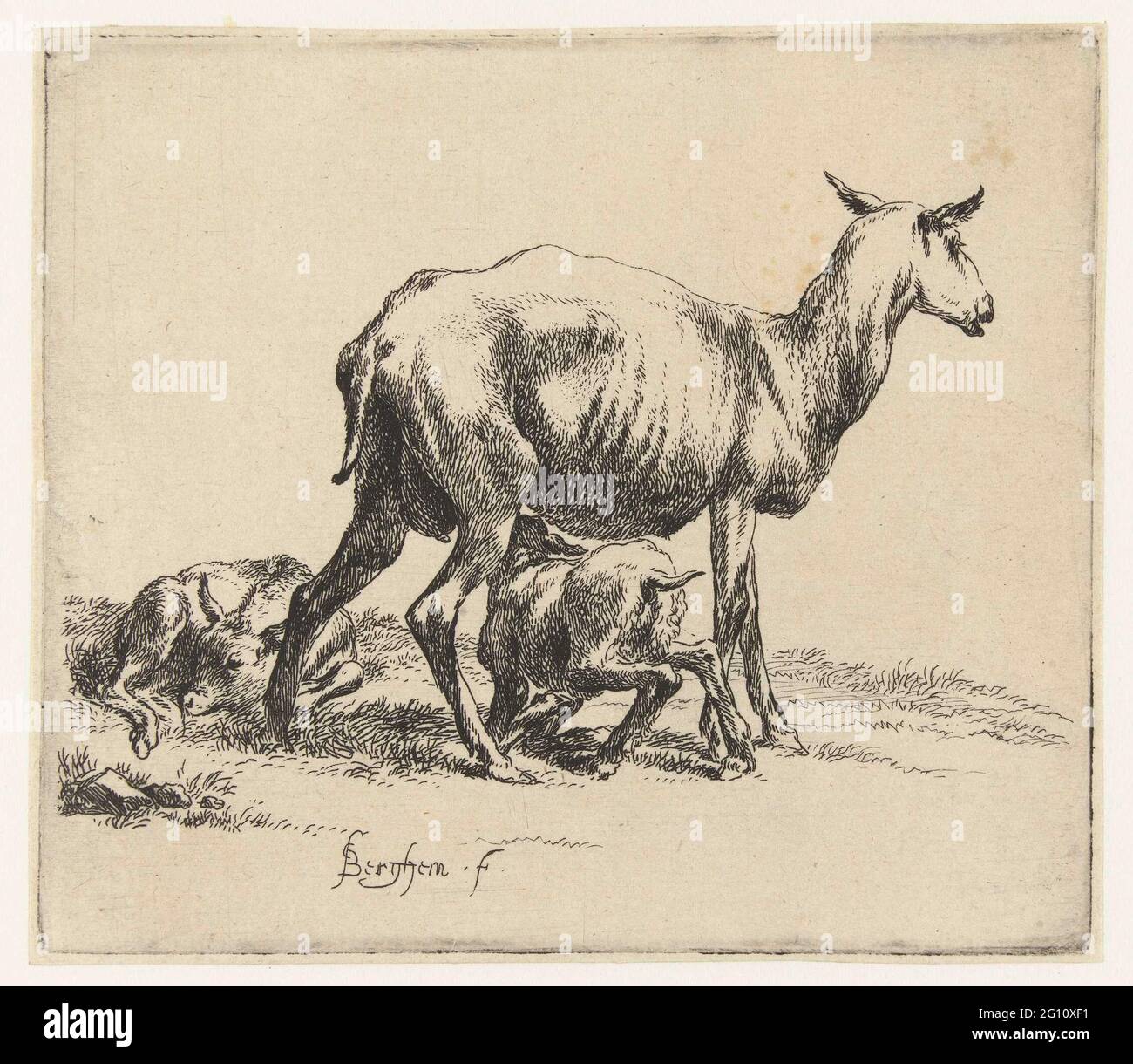 Singing sheep with lambs; Sheep; Animalia Ad Vivum Delineata and Aqua ...