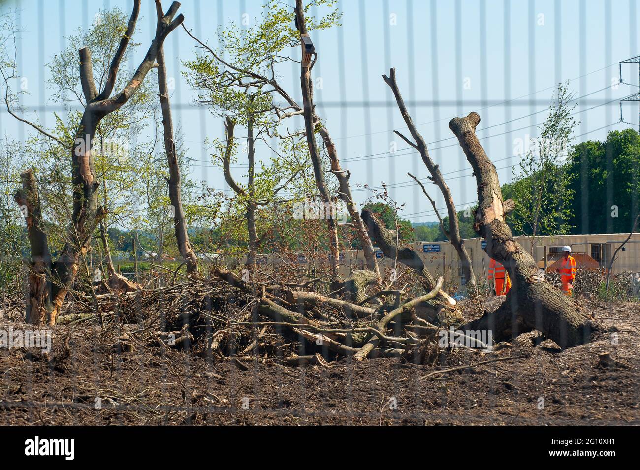 Aylesbury Vale, Buckinghamshire, UK. 1st June, 2021. Dead tree limbs ...