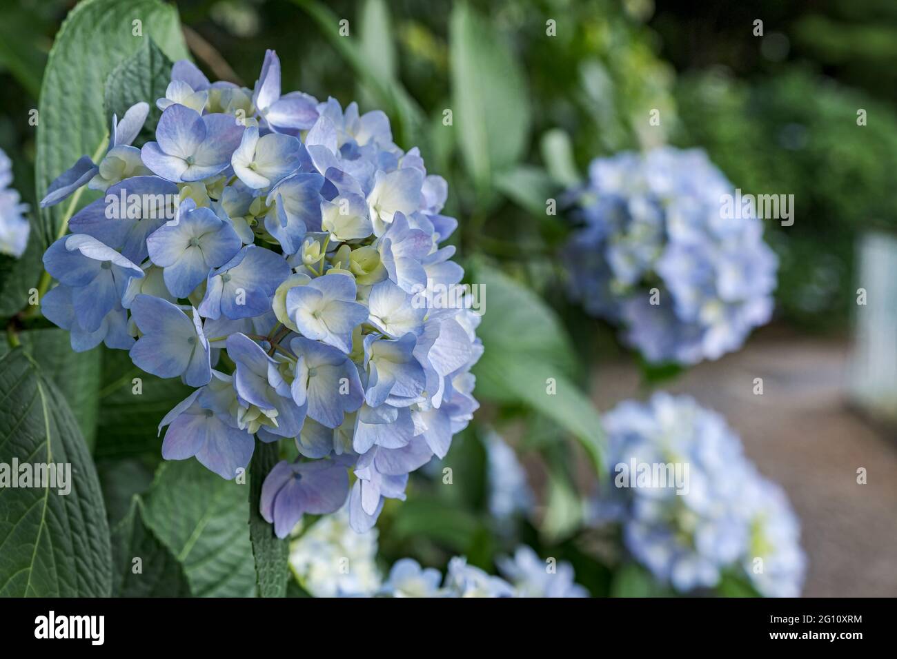 Hydrangeas by a path hi-res stock photography and images - Alamy