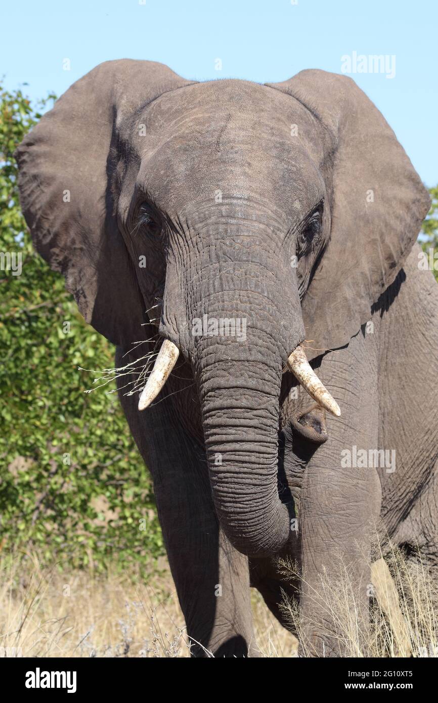 Afrikanischer Elefant / African elephant / Loxodonta africana Stock ...