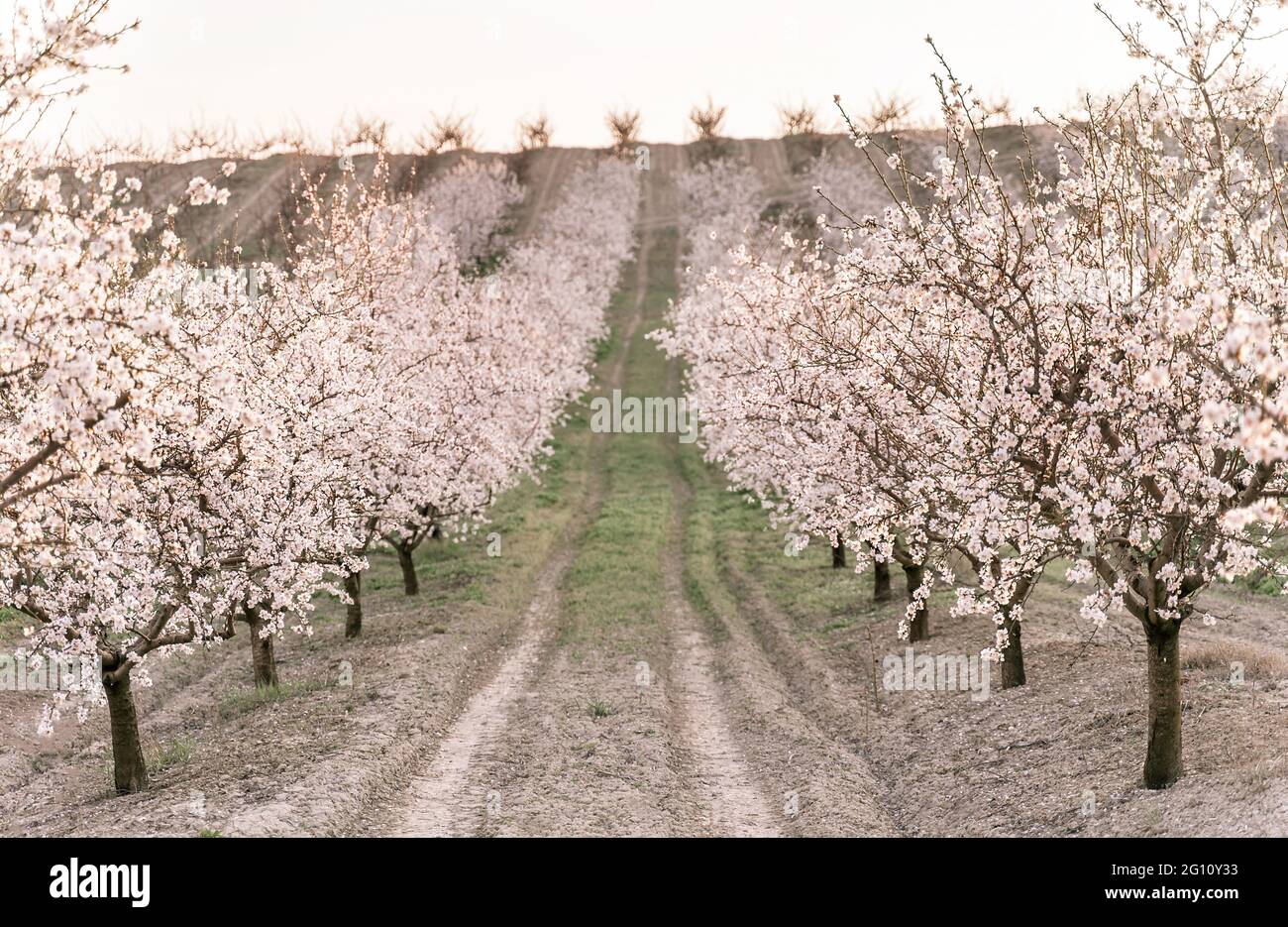 Beautiful blooming orchard at sunset. Natural backdrop for your design ...